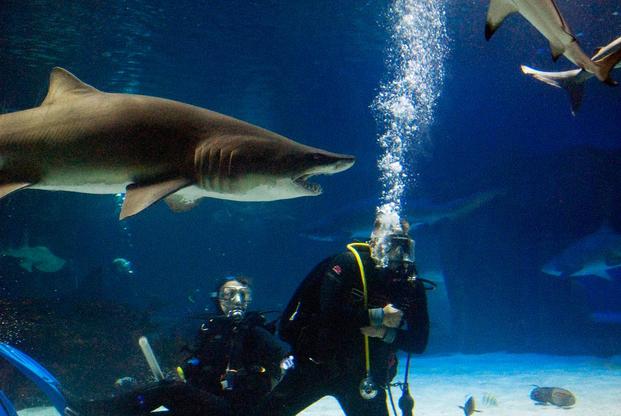 How a Swimmer Prepares for Military Training | Military.com